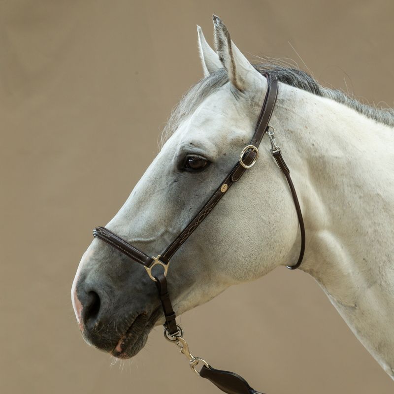 Licols cheval - Equestra