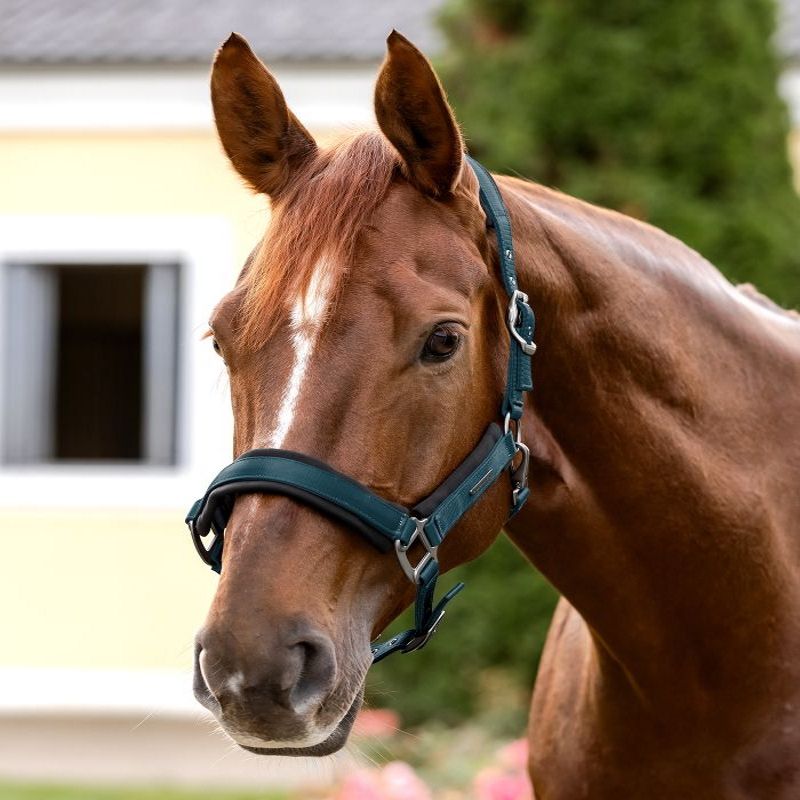 Licol cheval Soft Touch Waldhausen - Equestra